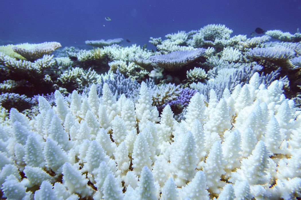 क्या होता है प्रवाल और प्रवाल विरंजन (Coral Bleaching) ? - GS TIMES-IAS ...